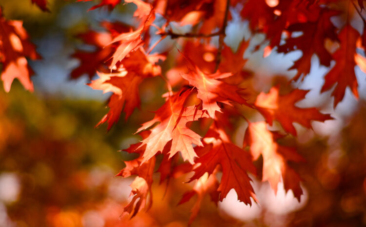 Nature Paints a Colorful Leaf Palette – Dayton Magazine