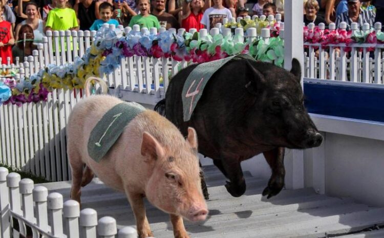 Pig Out at the Preble County Pork Festival – Dayton Magazine